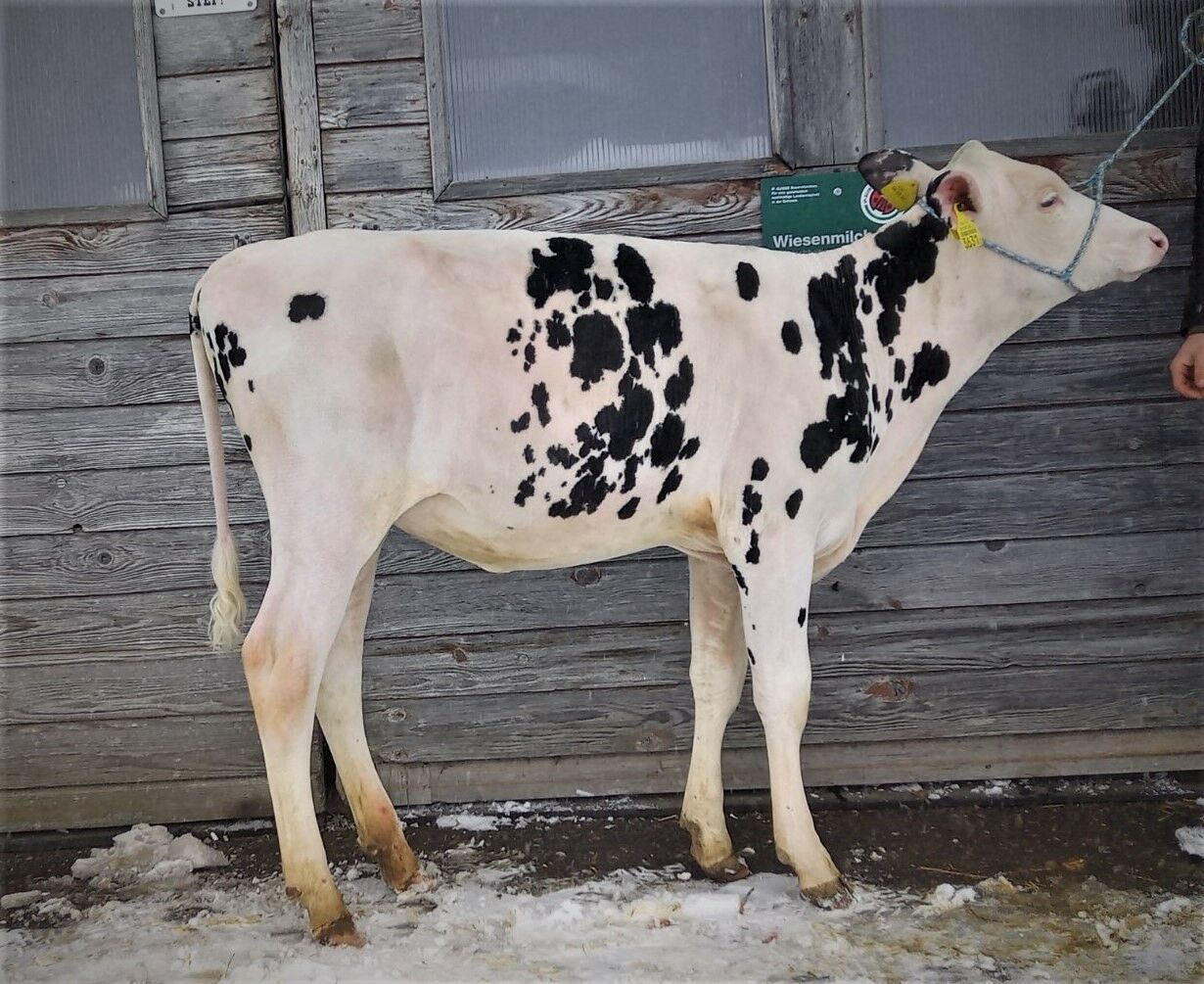 Bieri's A2P2-PP Livia-P