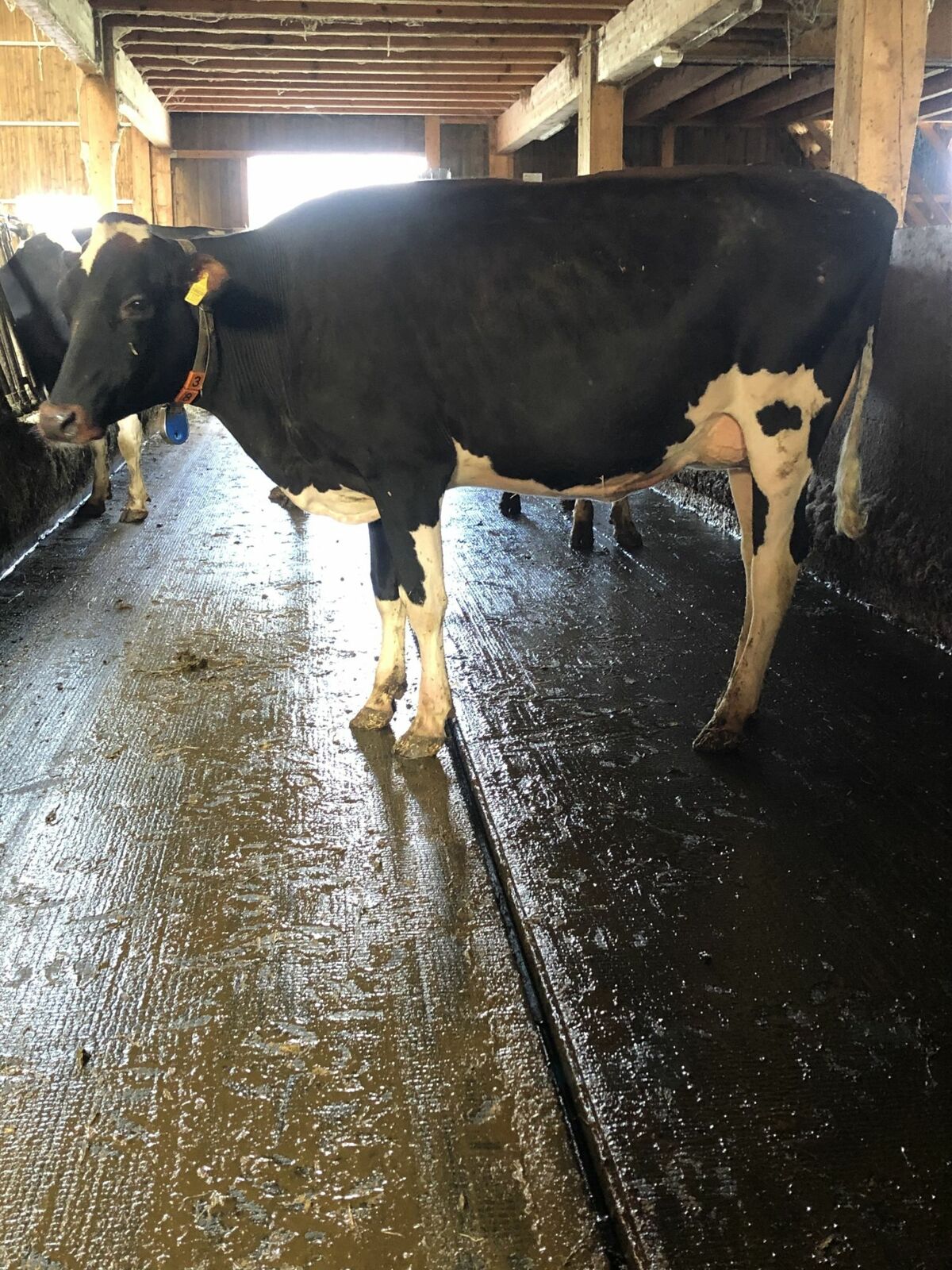 Gigand Diamondback PRÉSENCE