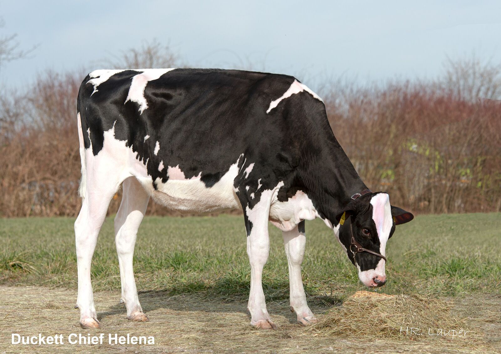 Packet von 3 Embryonen/ Duckett Chief Helena x Westcoast Blakeley