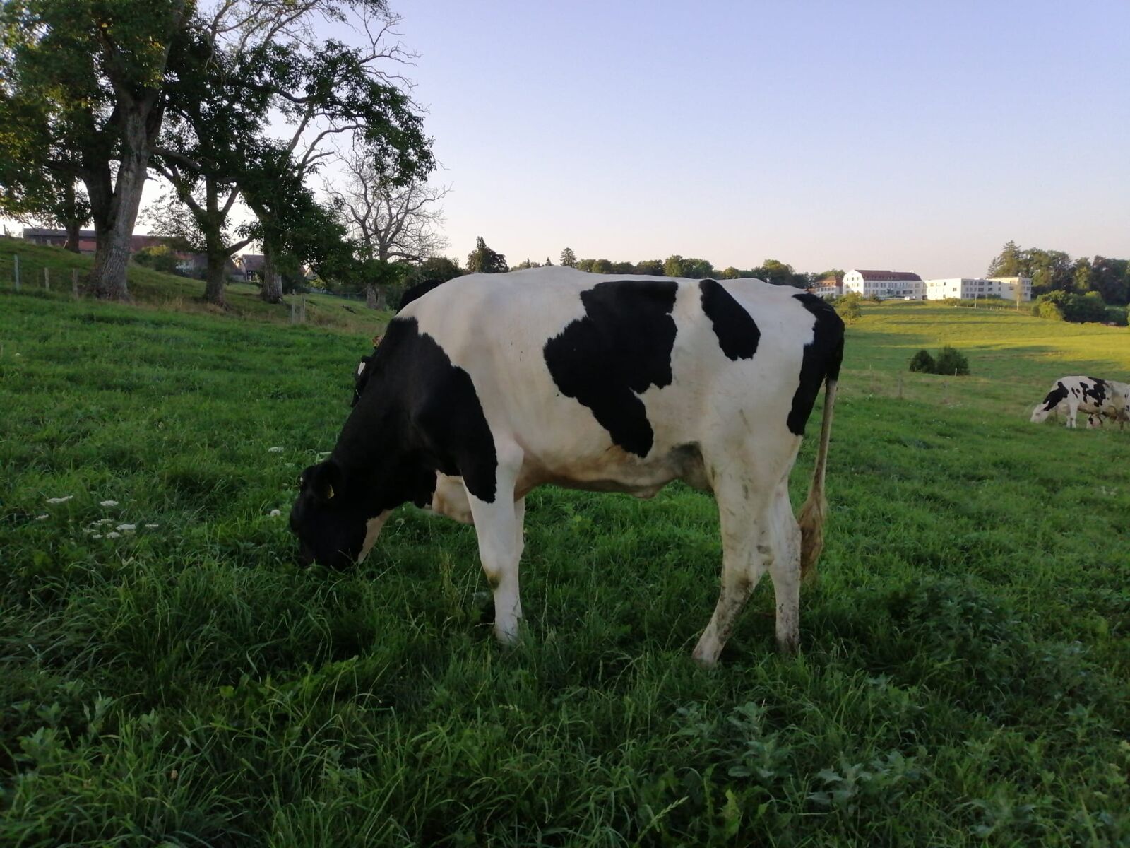 Au Parchy Classic OMEGA