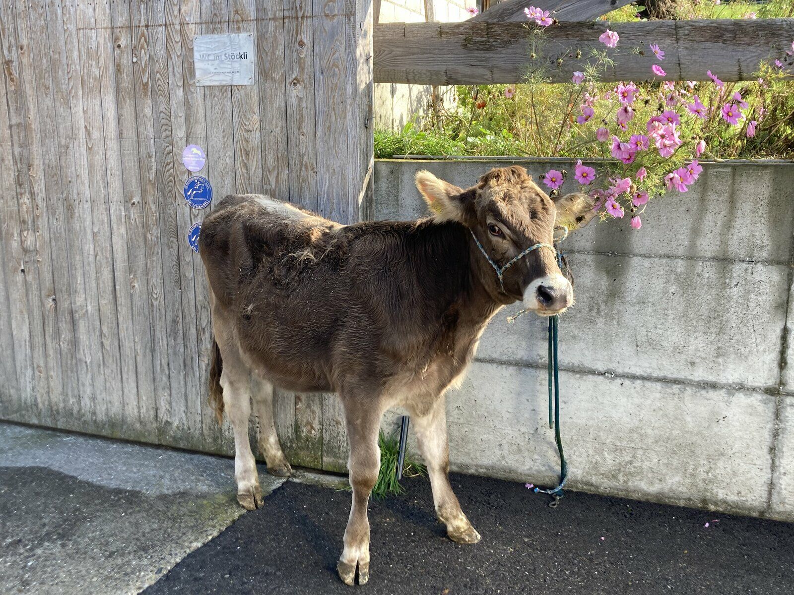 Zuesi (Brown Swiss)