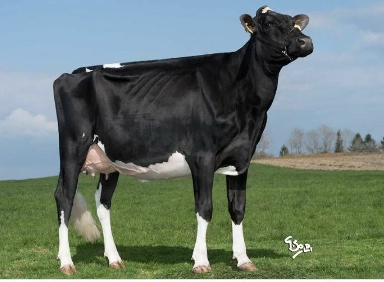 Pack 3 doses O'KALIBER