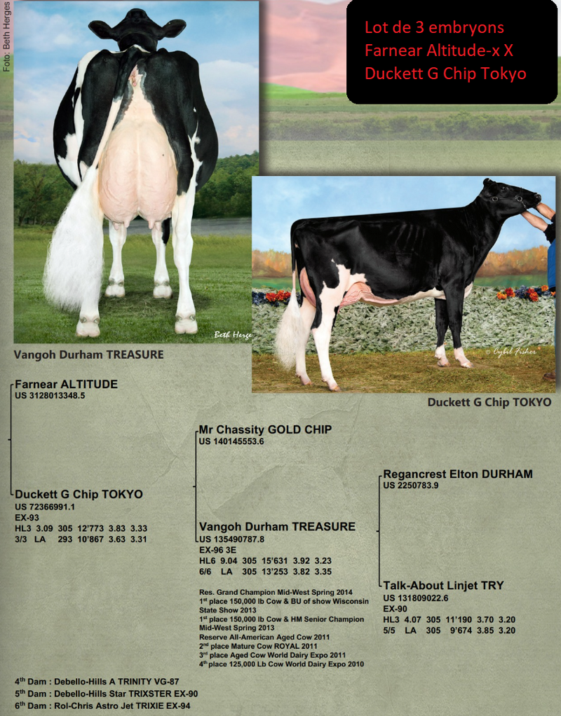 Lot 3 embryons - Duckett G Chip Tokyo X Farnear Altitude-X