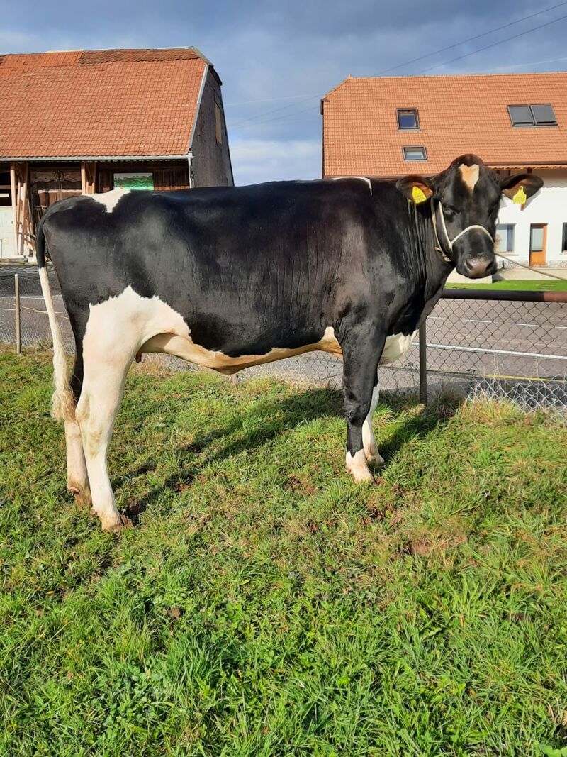 Schönenberg Lawson VELMA