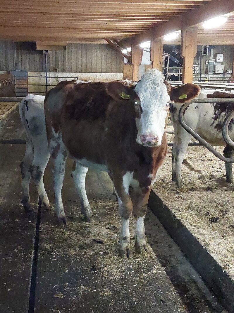 Des Pruats Mystique JOLINA