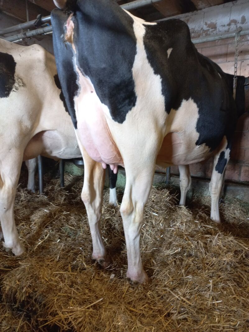 Cilianlaure Doppler CANDY