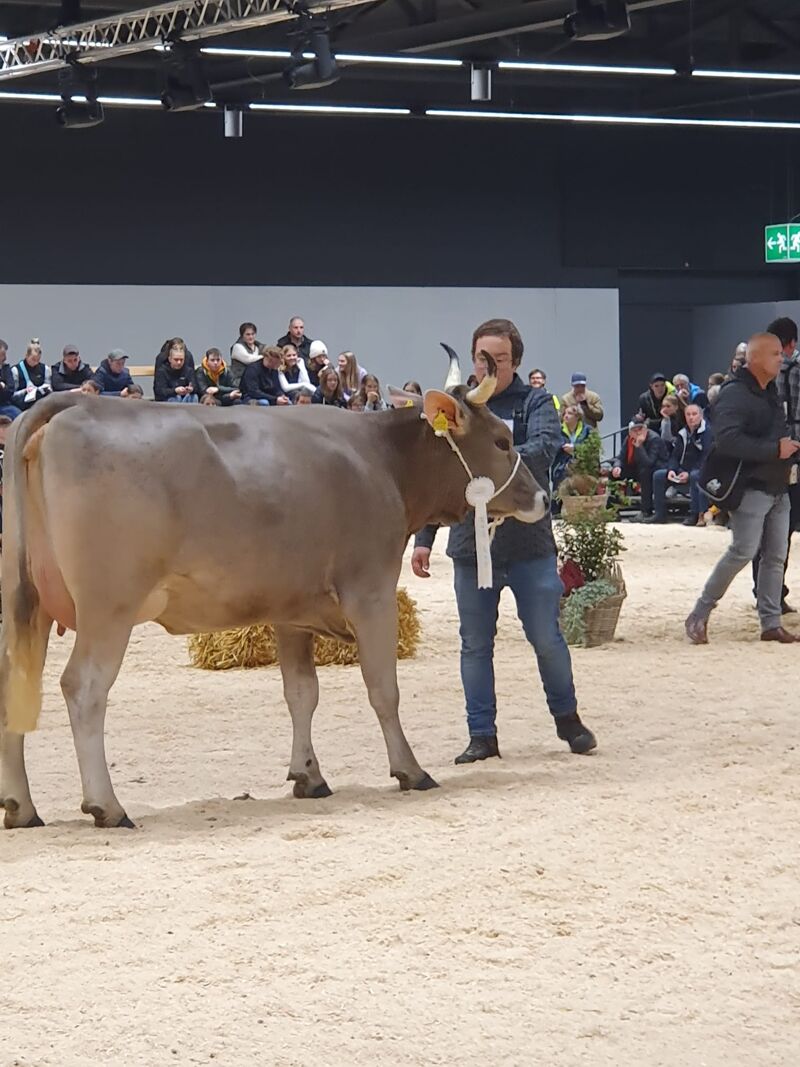 Greta (Brown Swiss)