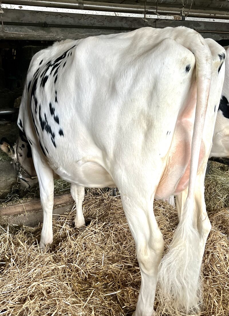 All-Star Mirand RAFFAELA P