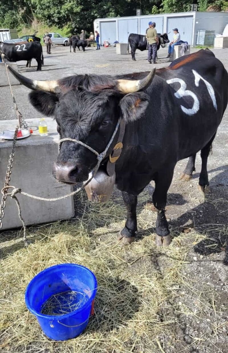 RESKILL + sa vachette