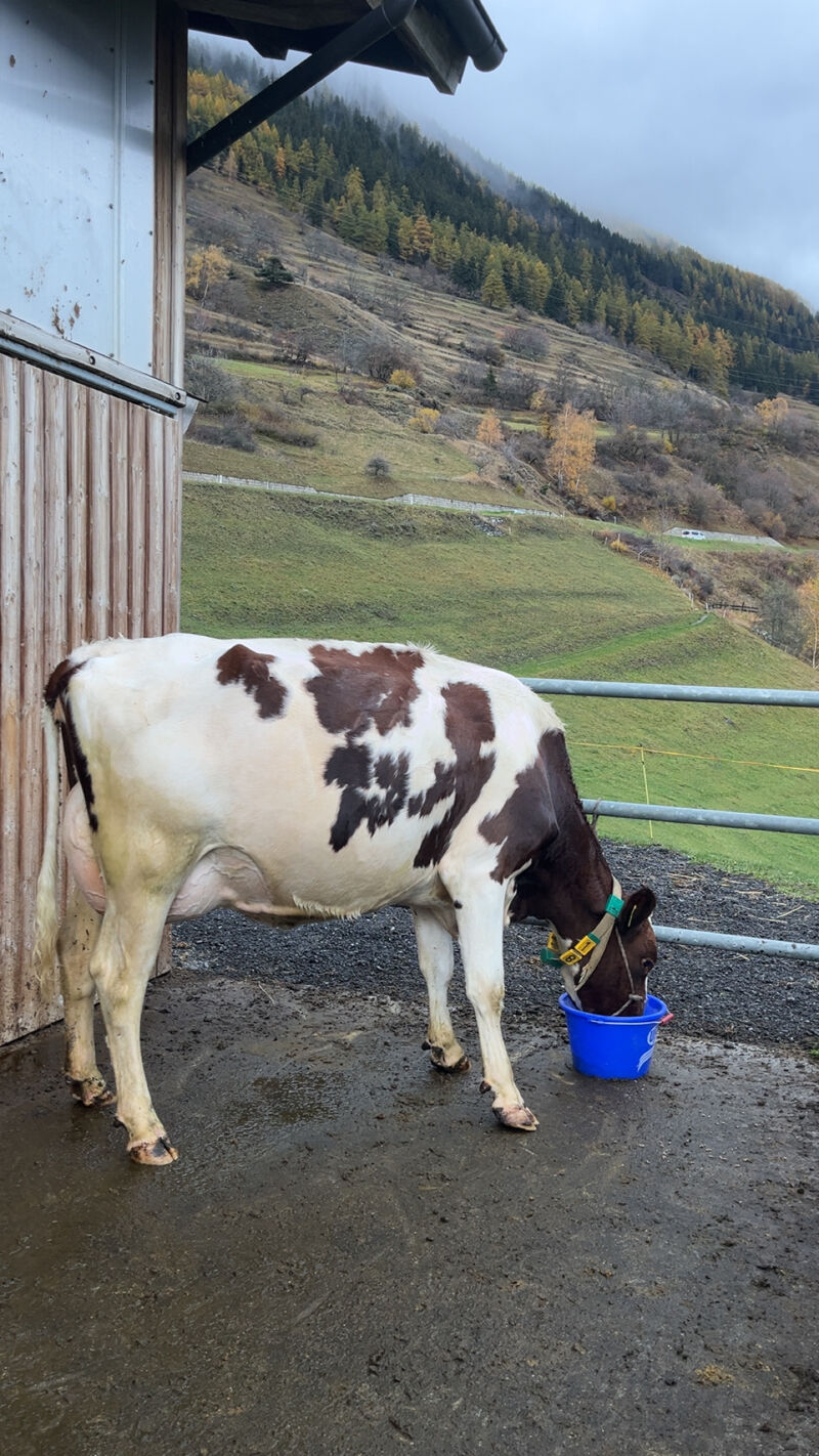 Pont-Sec Aladdin BOUNTY