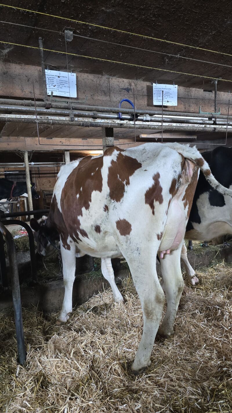 Mettlen-Farm Awesome BAILYS