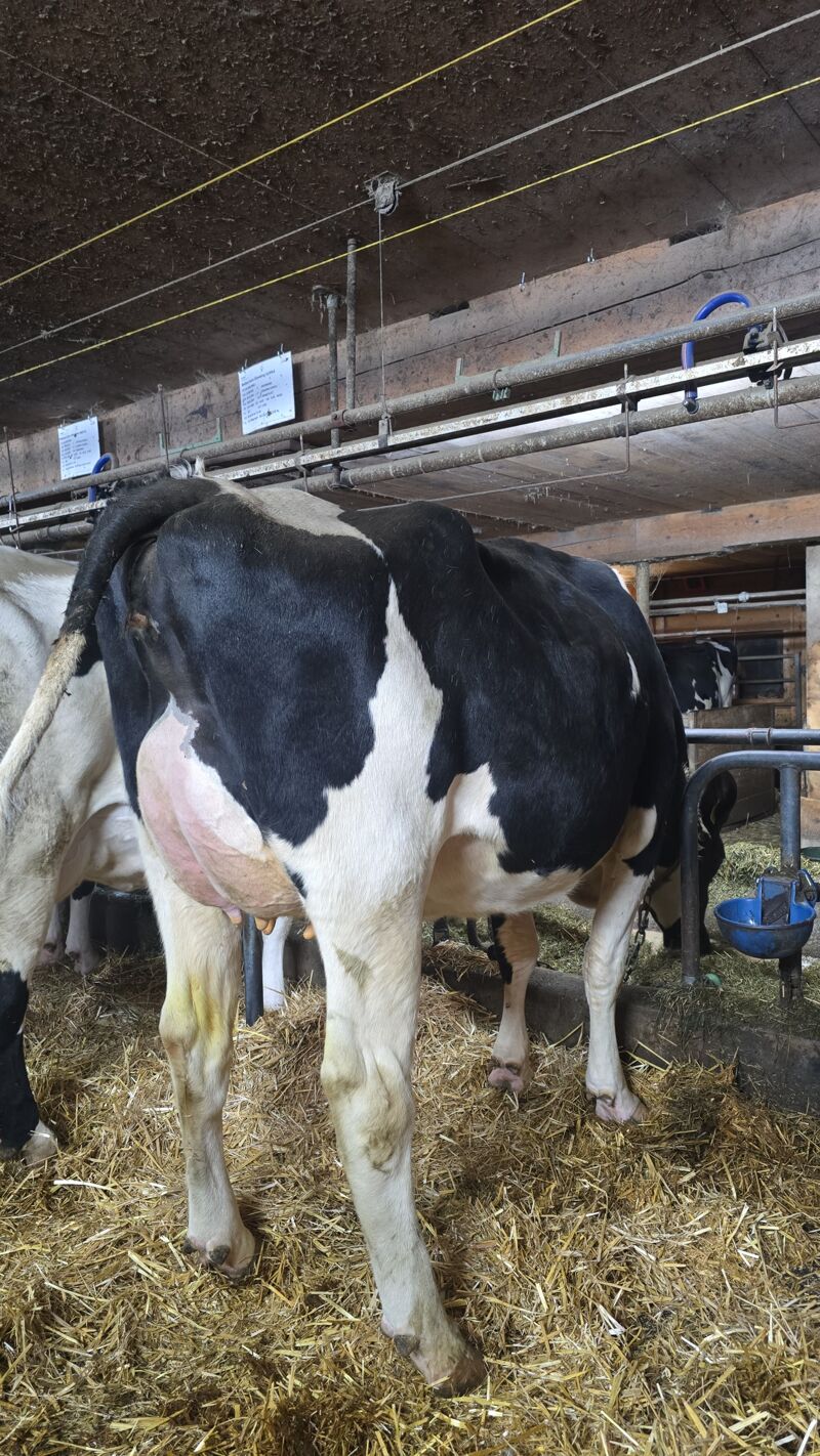 Mettlen-Farm Chief CANDY