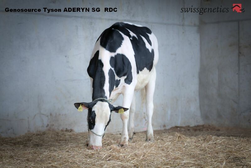 Genosource Tyson ADERYN RDC