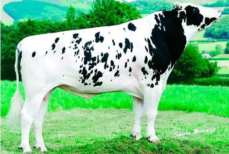 1 Dose Picston Shottle