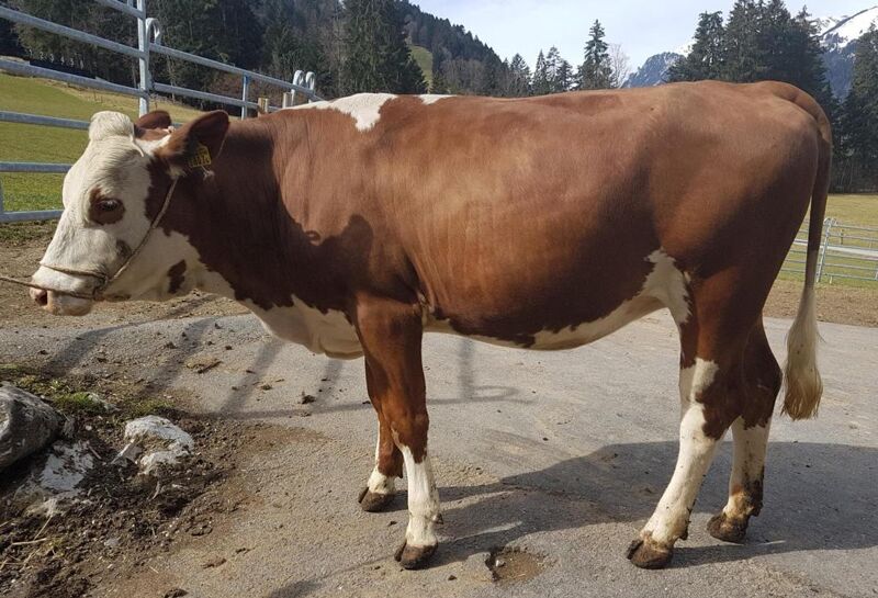 ZelgFarm Bogdan TINKA