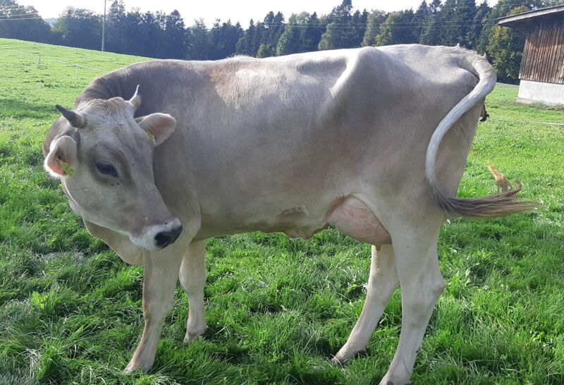 Jenina (Brown Swiss)