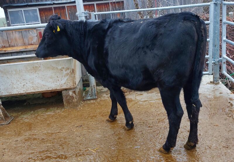 Hanna (F1 Angus)