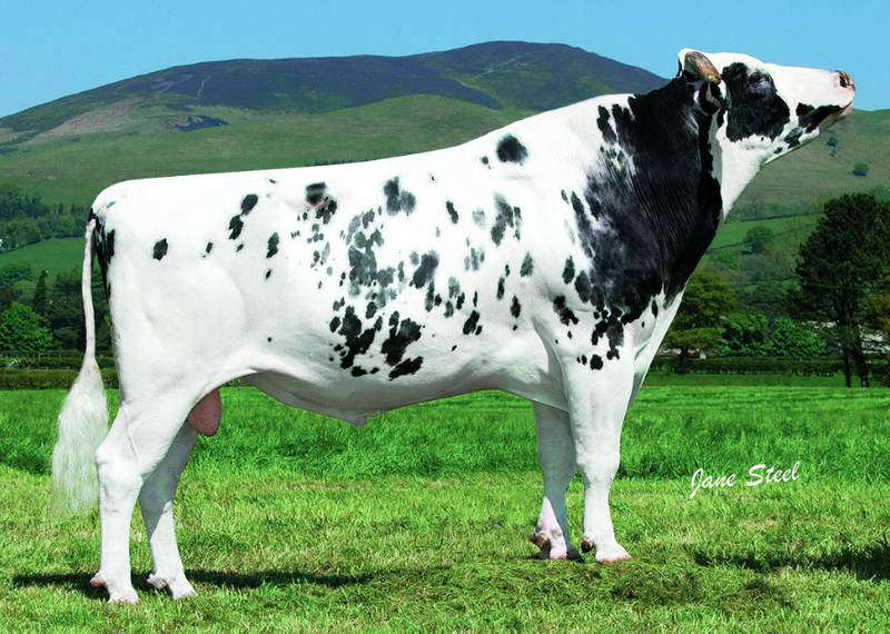 Picston SHOTTLE-ET