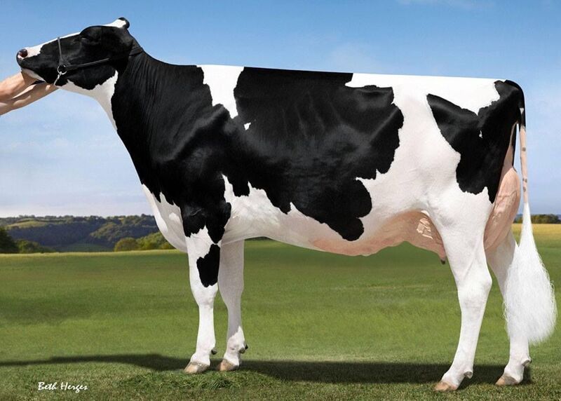 Our-favorite UNDENIED-X