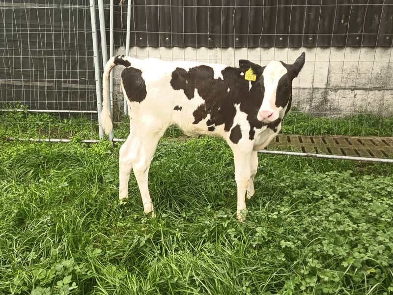 Heeb`s Speedup Lady P