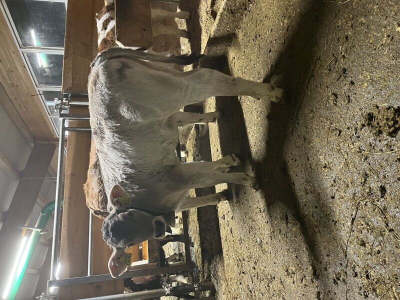 Elsa (Brown Swiss)