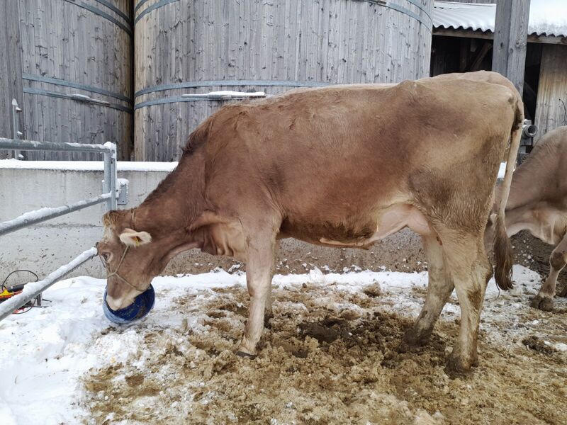 Cindi (Brown Swiss)