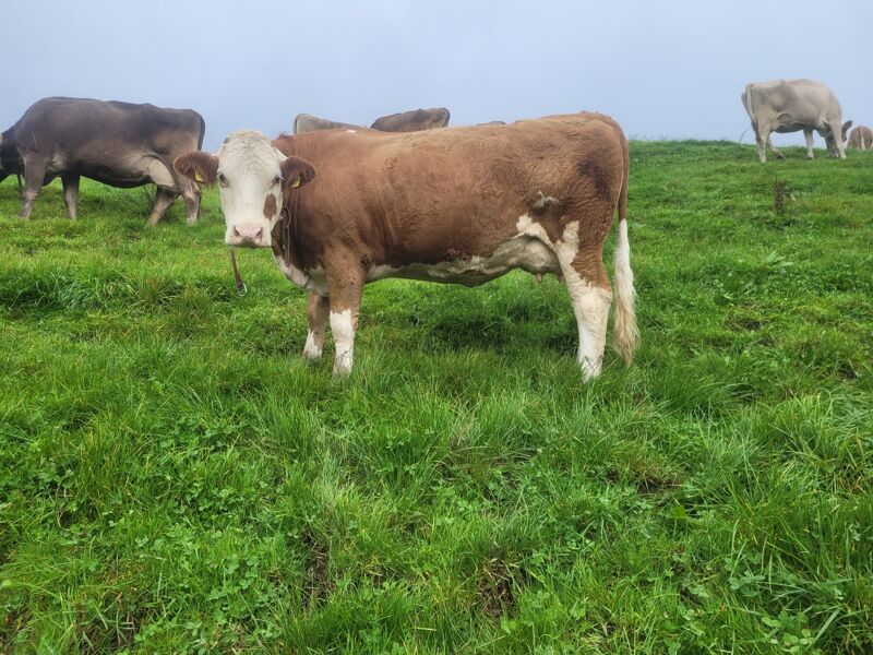 Basilika (Code 60/70)