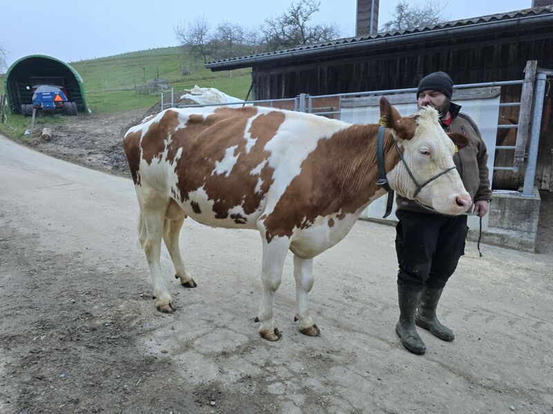 Gitzigraben Gaston IRIS (SF)