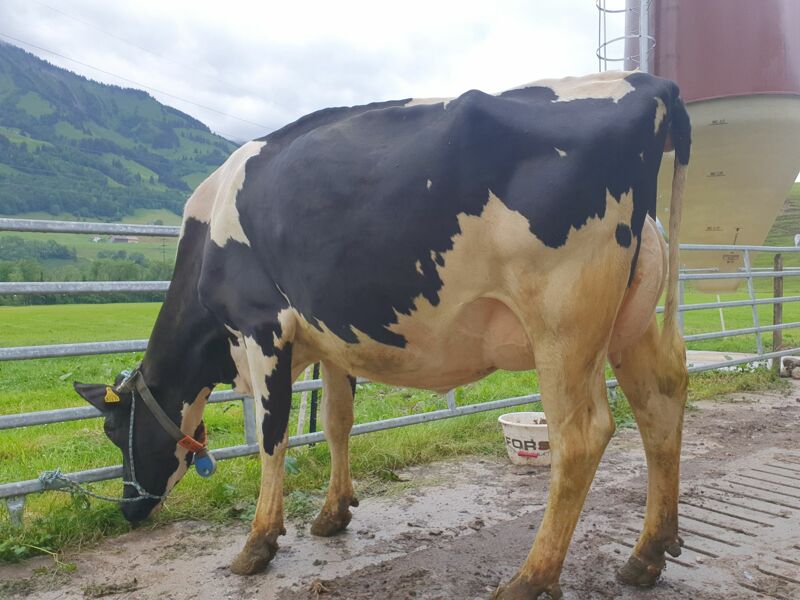 Geinoz O'Kaliber COQUINE