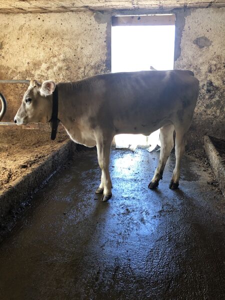 HELVETIA (Brown Swiss)