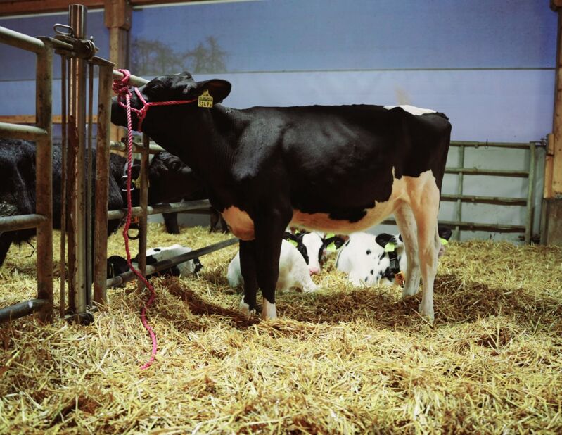 Gubelmann Anahita COCO CHA