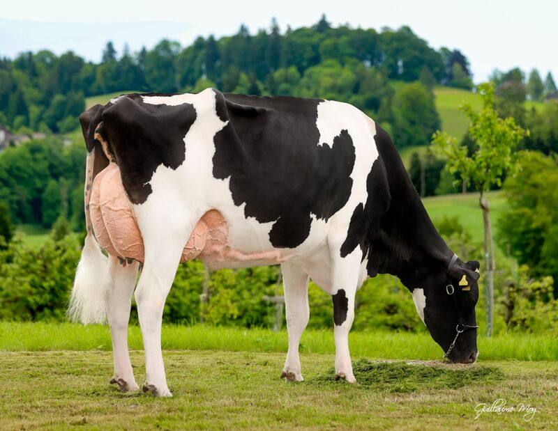 2 Haldimann Discjockey DELTA