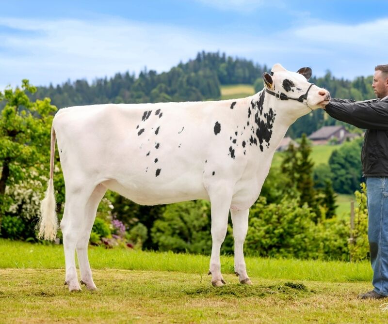 10 Haldimann Showlight DEE