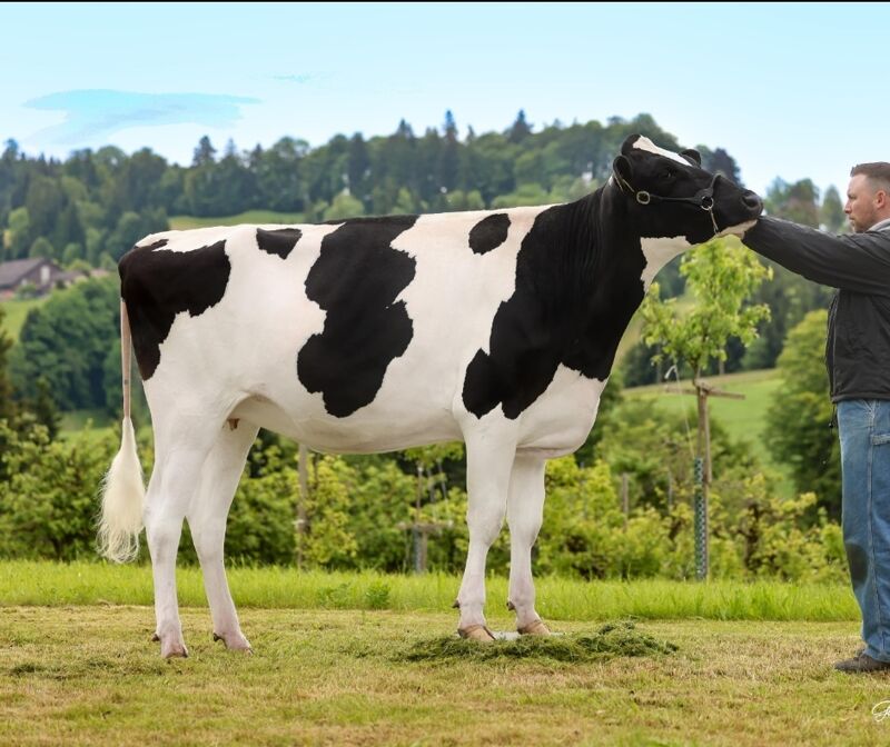 5 Haldimann Hullabaloo DAYLITE