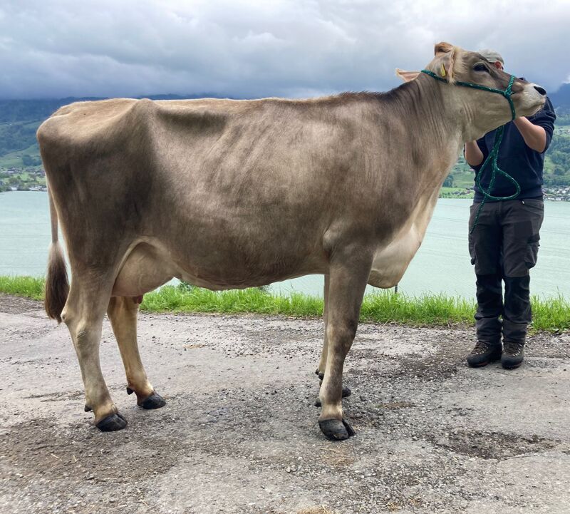 Vogler's BS Holdrio HAVARA