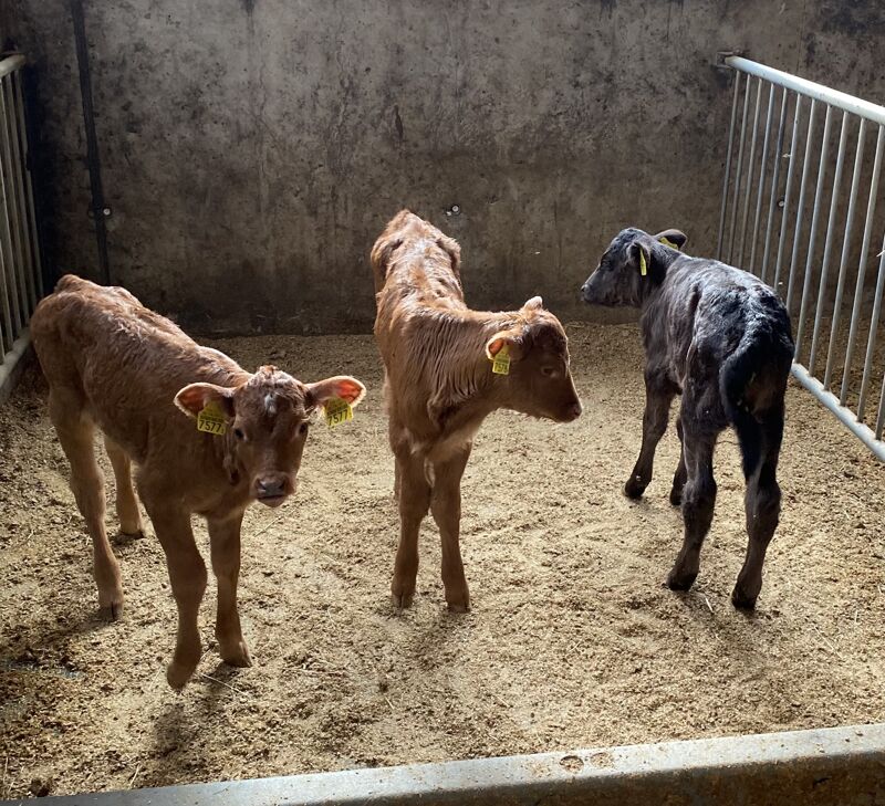 Lot de 3 vachettes limousin/ Pack von 3 Limousin-Kuhkälber