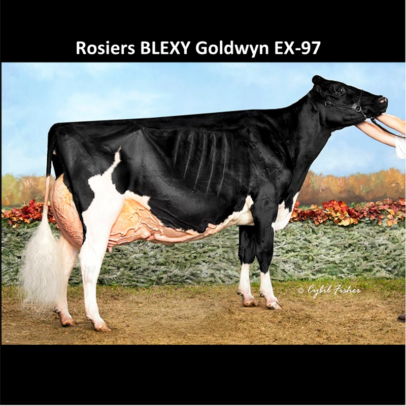 1 Embryo Blexys Unix BELLAGIO x DELTA-LAMBDA-X