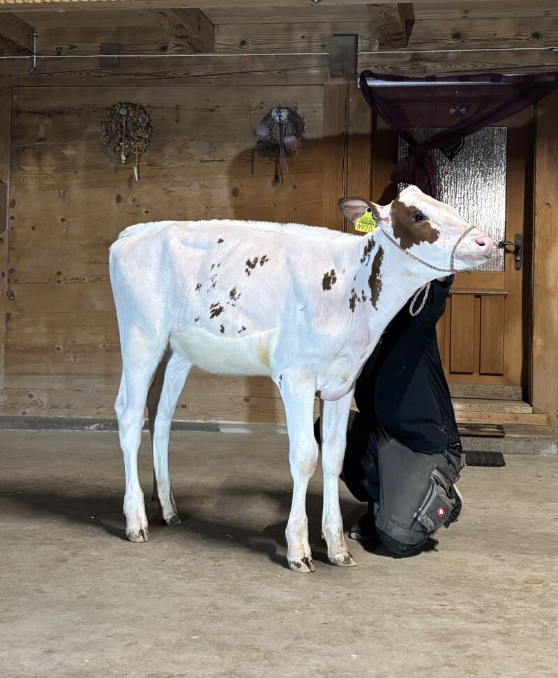 Rebin Brandy ALLISON P