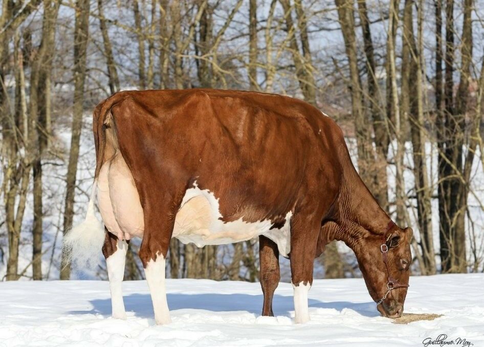 Otterbach Defiant BACCARA